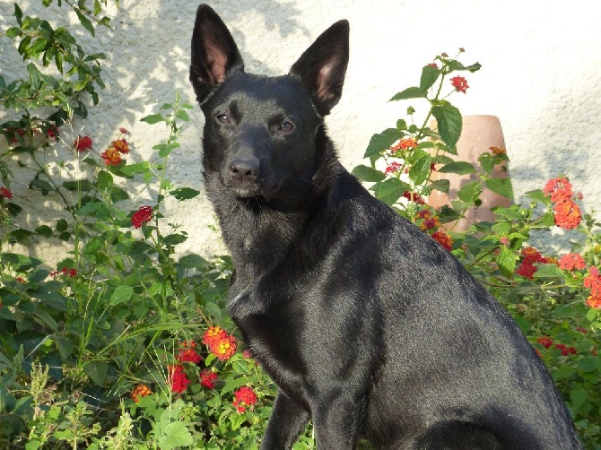 Accueil - Elevage Huan Seha Sy-Phaa - eleveur de chiens Australian Kelpie